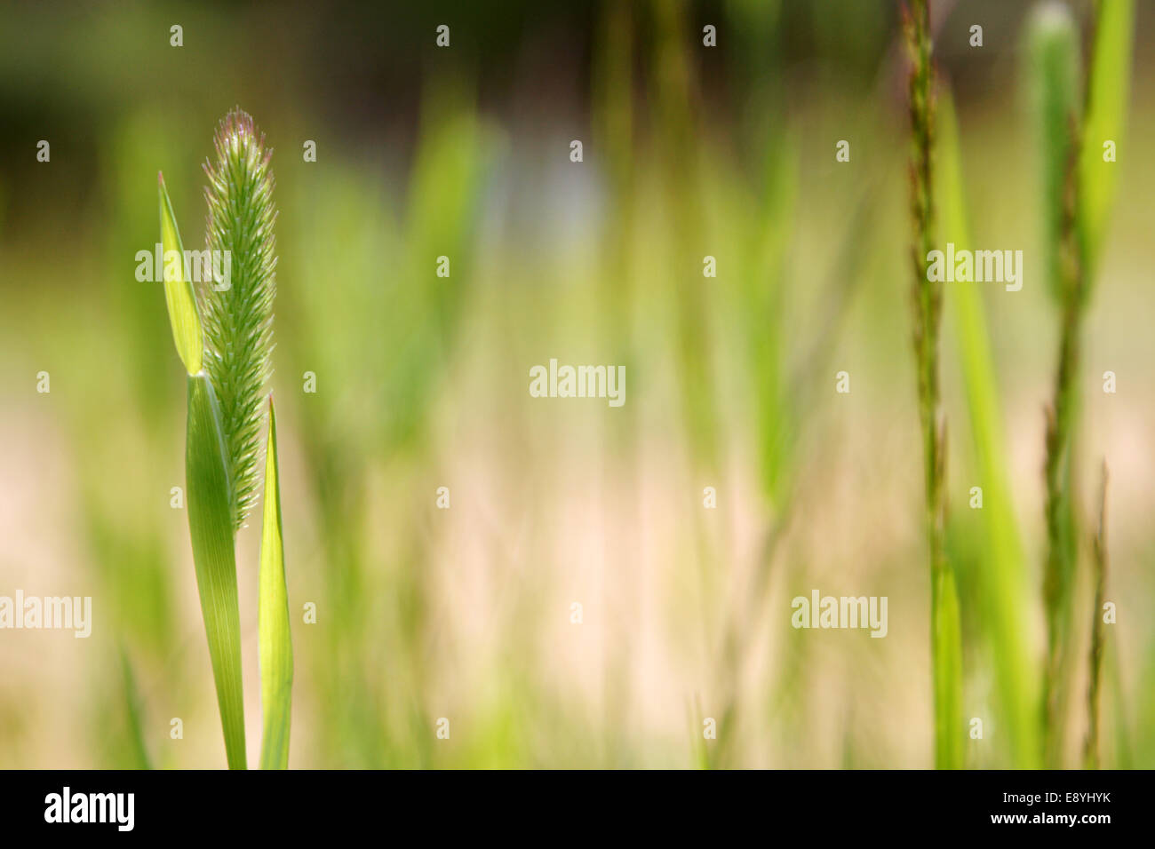 Rye grass seed head hi-res stock photography and images - Alamy