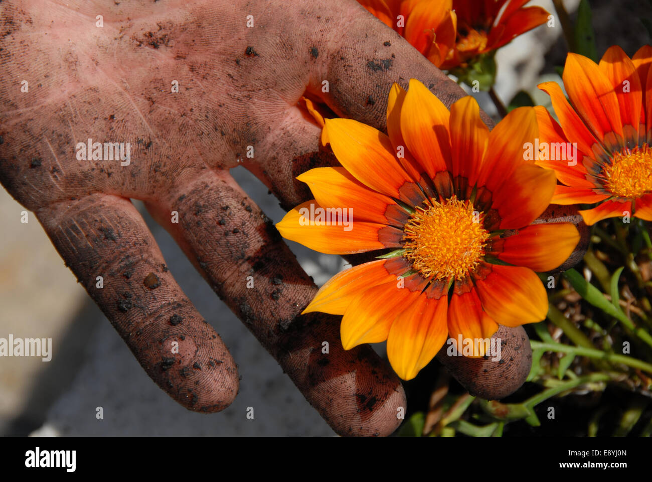 Dirty black flower hi-res stock photography and images - Alamy