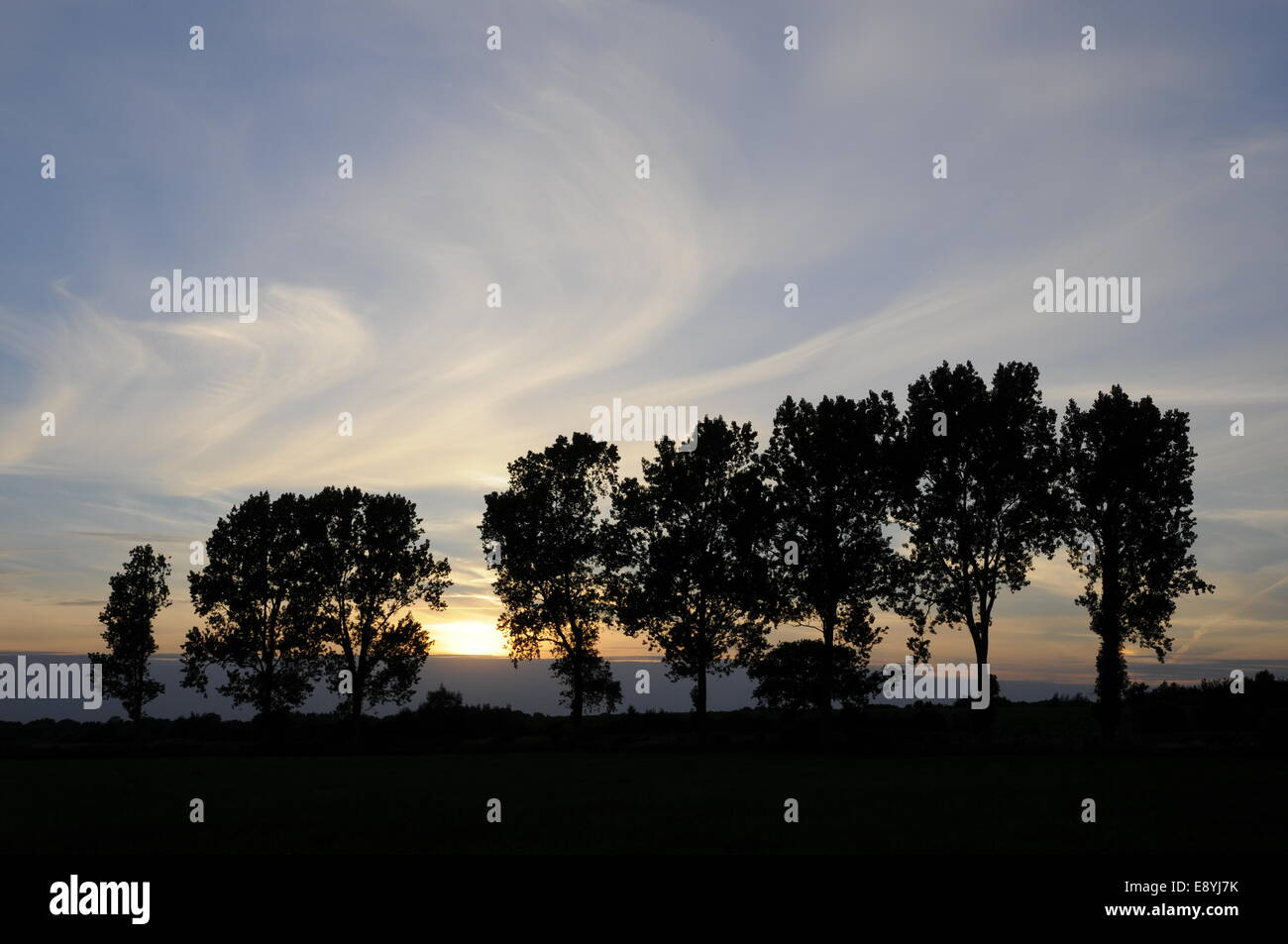 trees at evening Stock Photo - Alamy