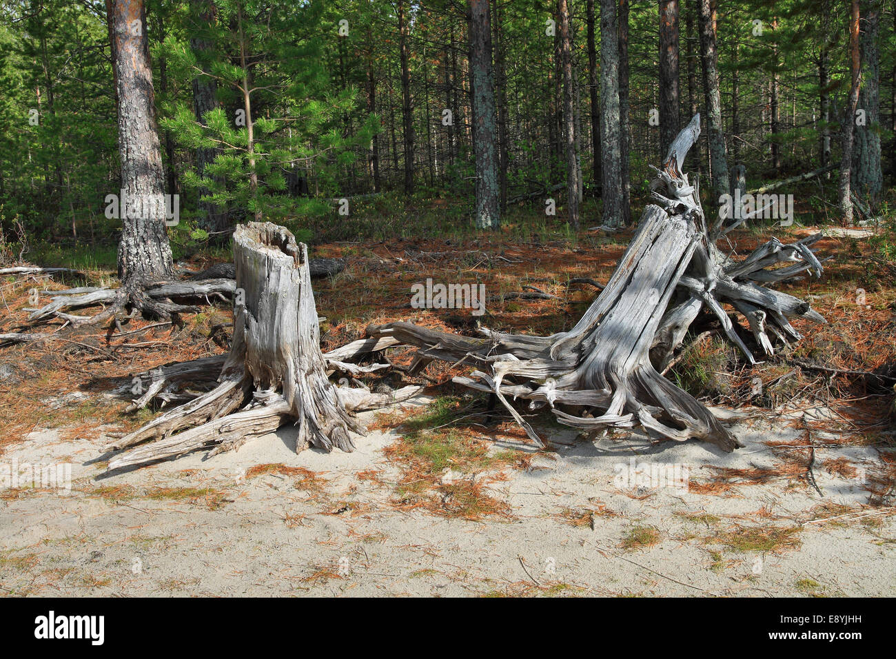 Old taiga forest hi-res stock photography and images - Alamy