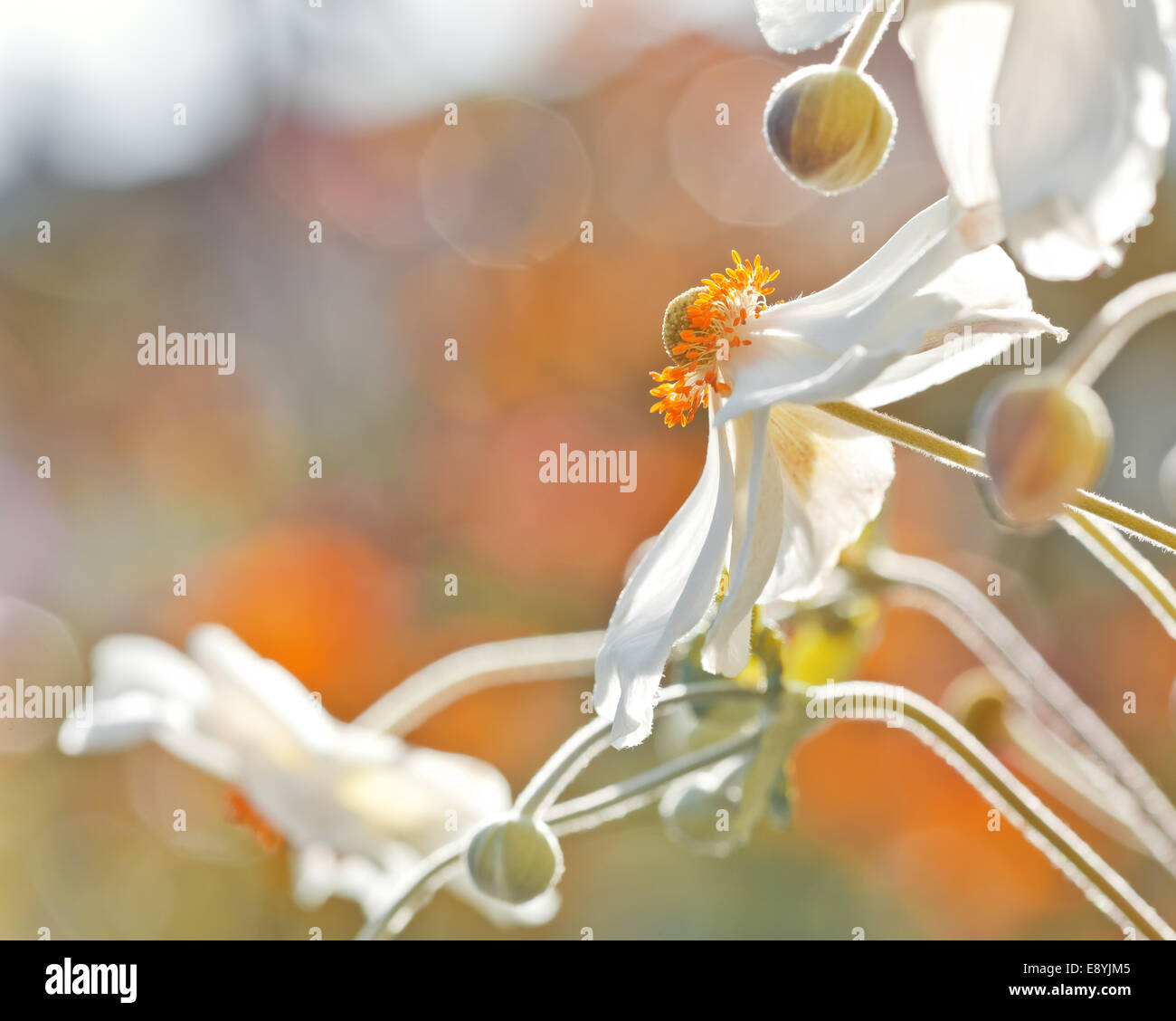 Japanese anemones spring hi-res stock photography and images - Alamy