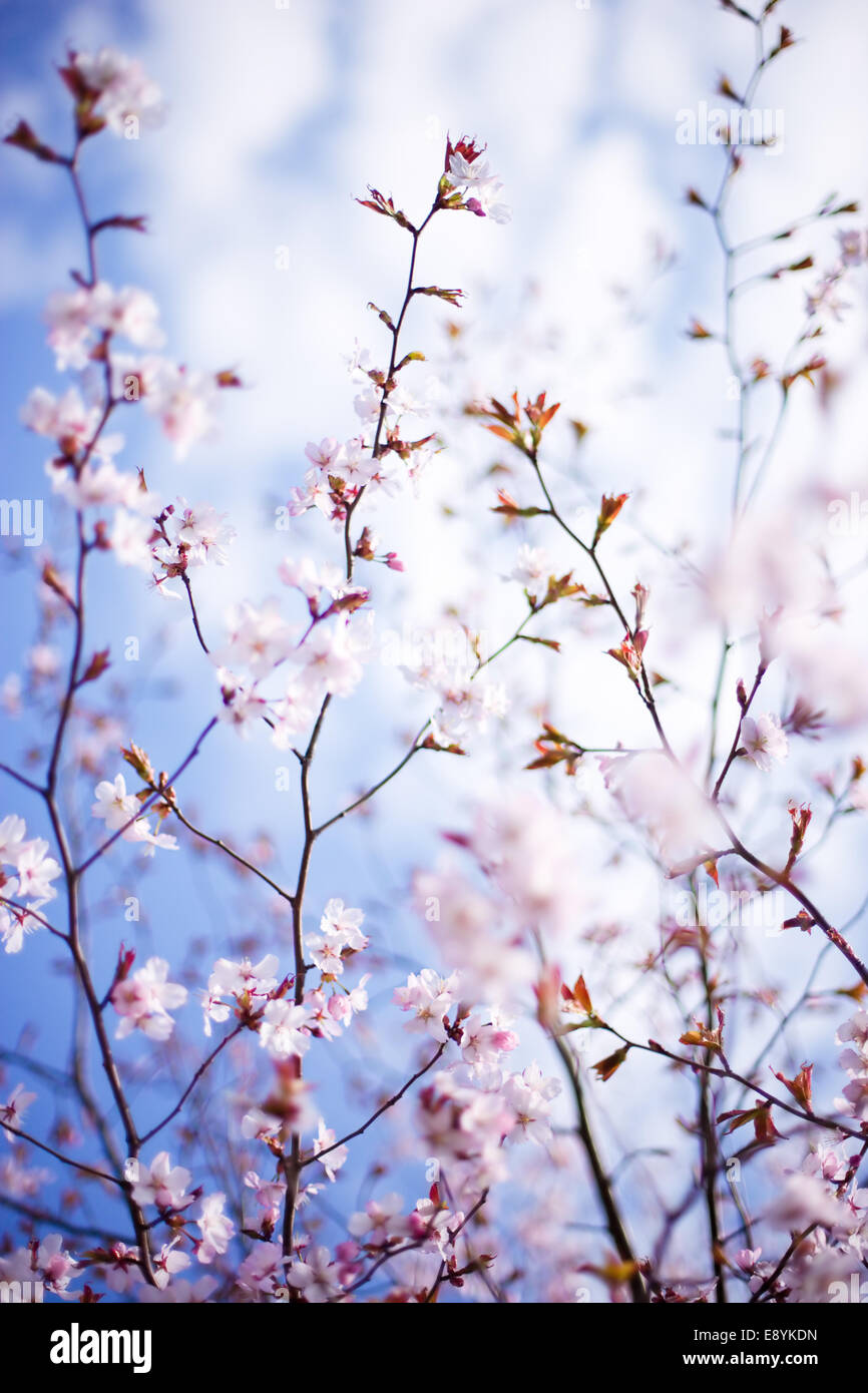 Blossomin tree hi-res stock photography and images - Alamy