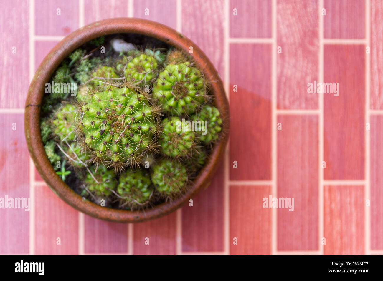 The cactus on the ground Stock Photo - Alamy