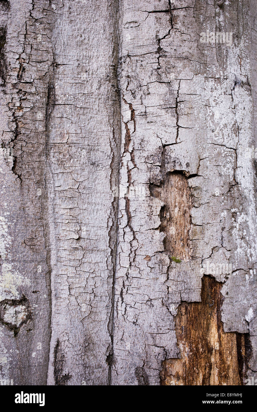 Beech Tree Bark Texture Clipart