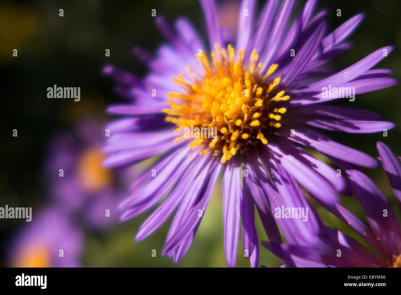 Blue aster bloom Stock Photo - Alamy