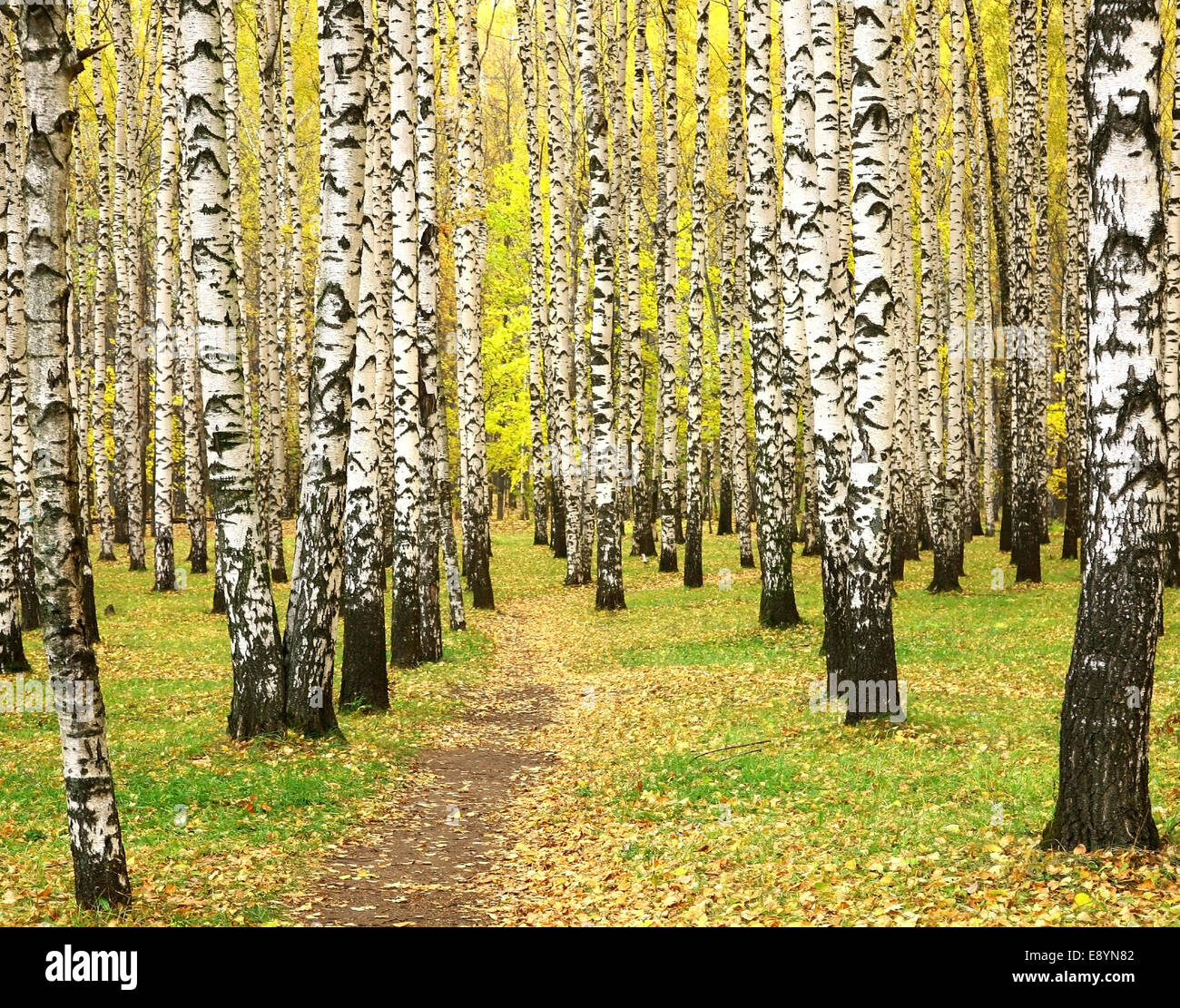 Autumn in birch grove Stock Photo - Alamy