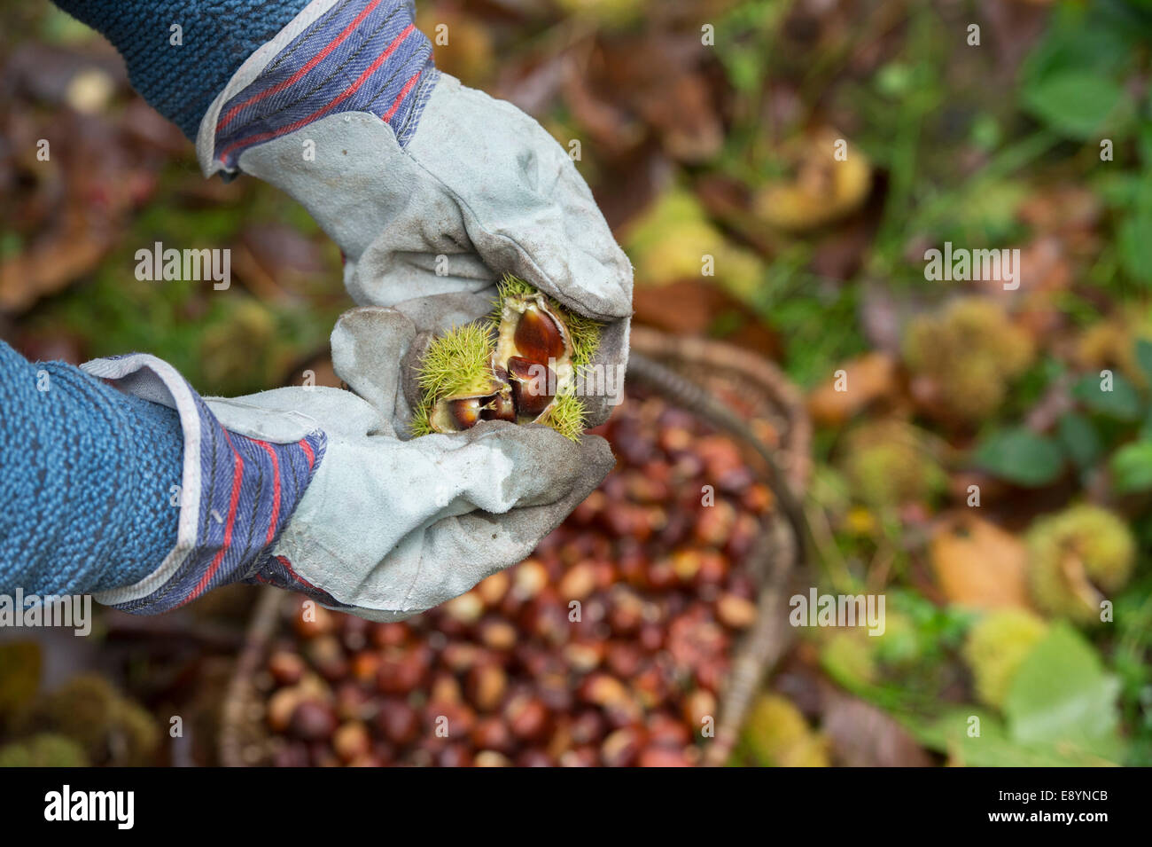 Man wearing gloves opening foraged sweet chestnuts. Autumn UK Stock ...