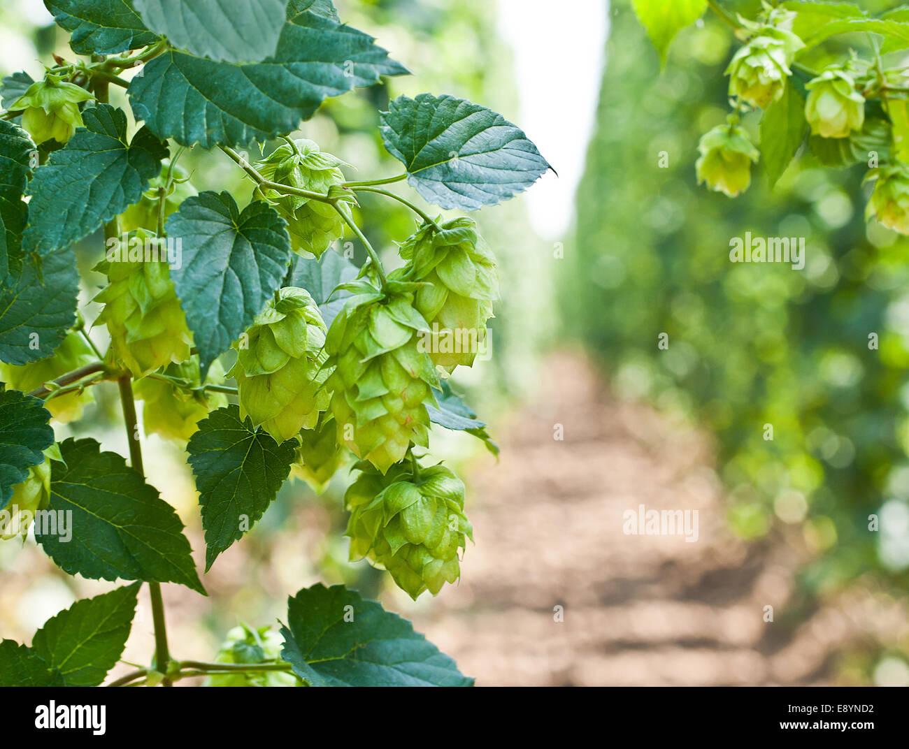 hop cones is raw material for beer production Stock Photo - Alamy