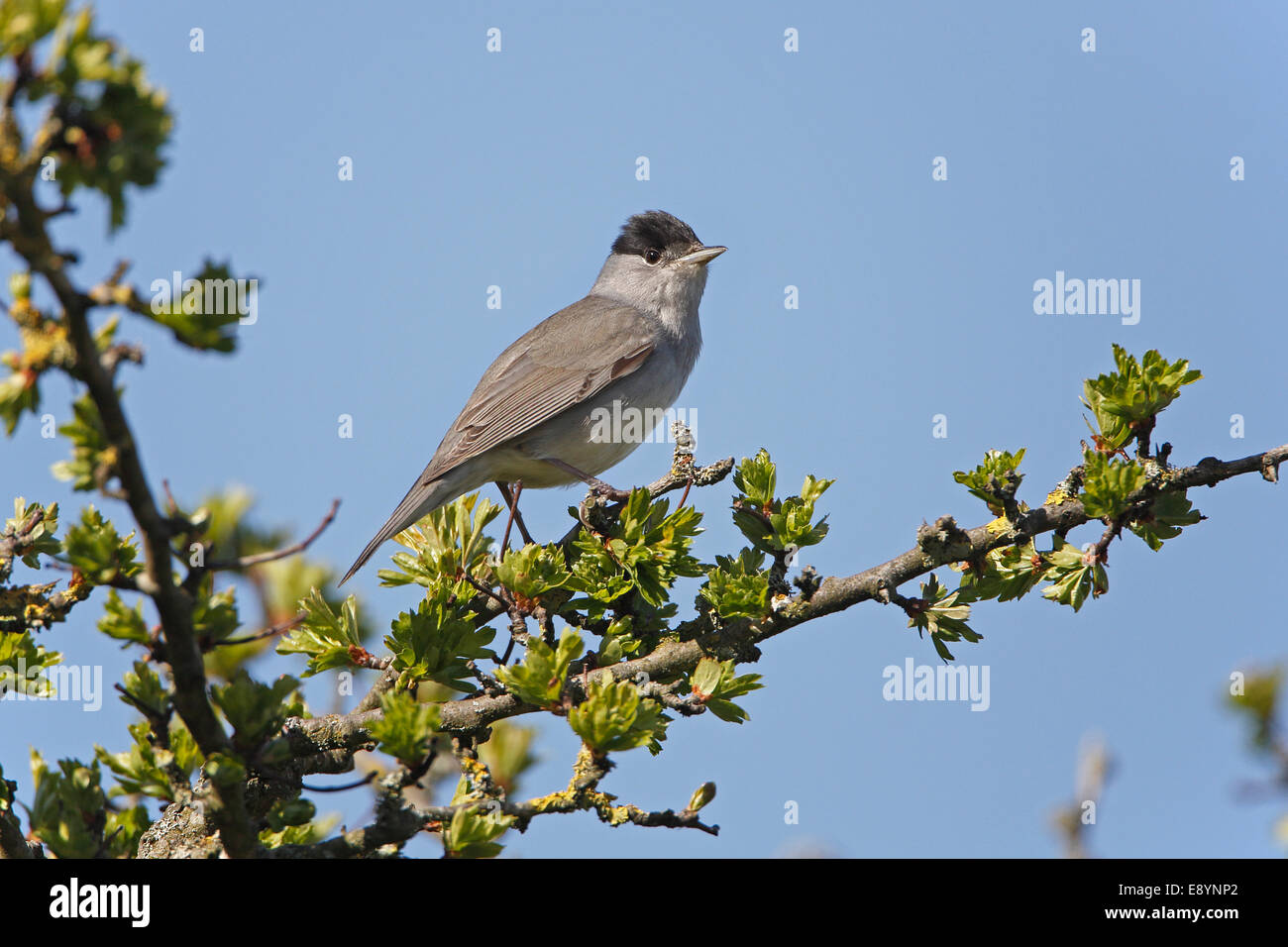 Blackcap (Sylvia atricapilla) male perched at top of Hawthorn bush ...