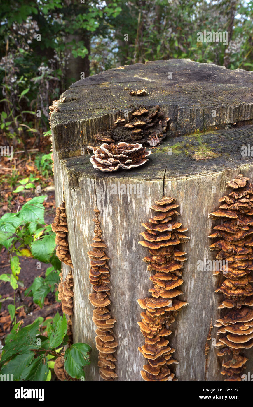 Bracket fungi on a tree stump Stock Photo - Alamy