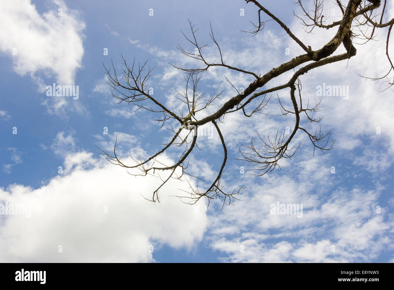 Dead plant tree hi-res stock photography and images - Alamy