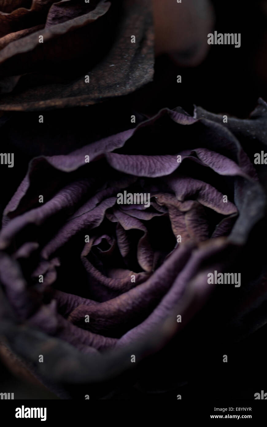 Decaying black roses / Rotting flowers Stock Photo - Alamy