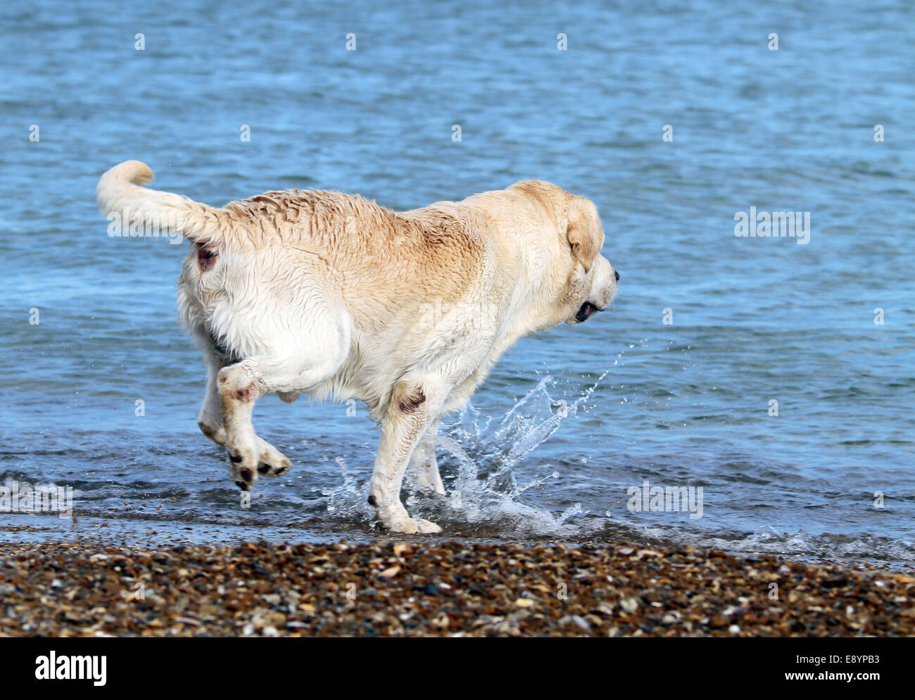 a yellow labrador swimming in the sea Stock Photo - Alamy