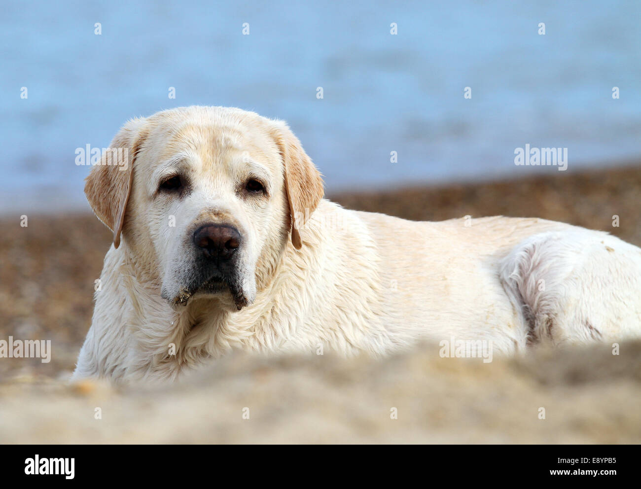 labrador at the sea sand portrait close Stock Photo - Alamy
