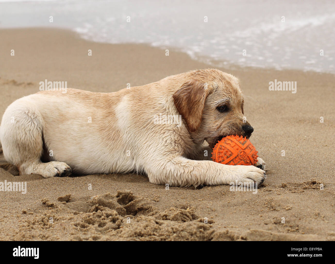 yellow labrador puppy at the sea playing with an orange ball in sand ...