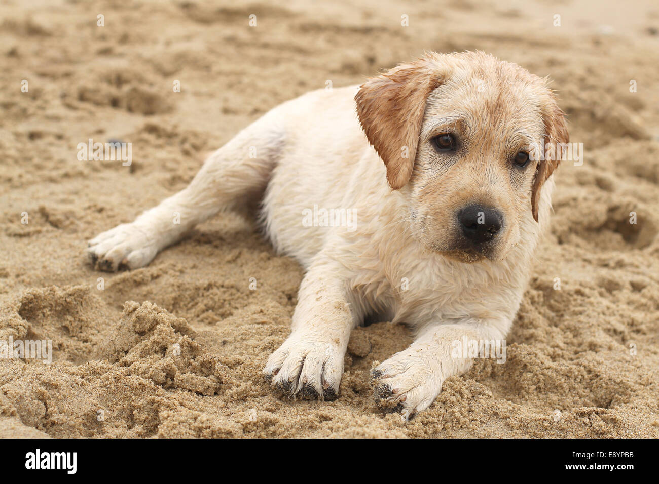 labrador puppy at the sea portrait close up in the sand Stock Photo - Alamy