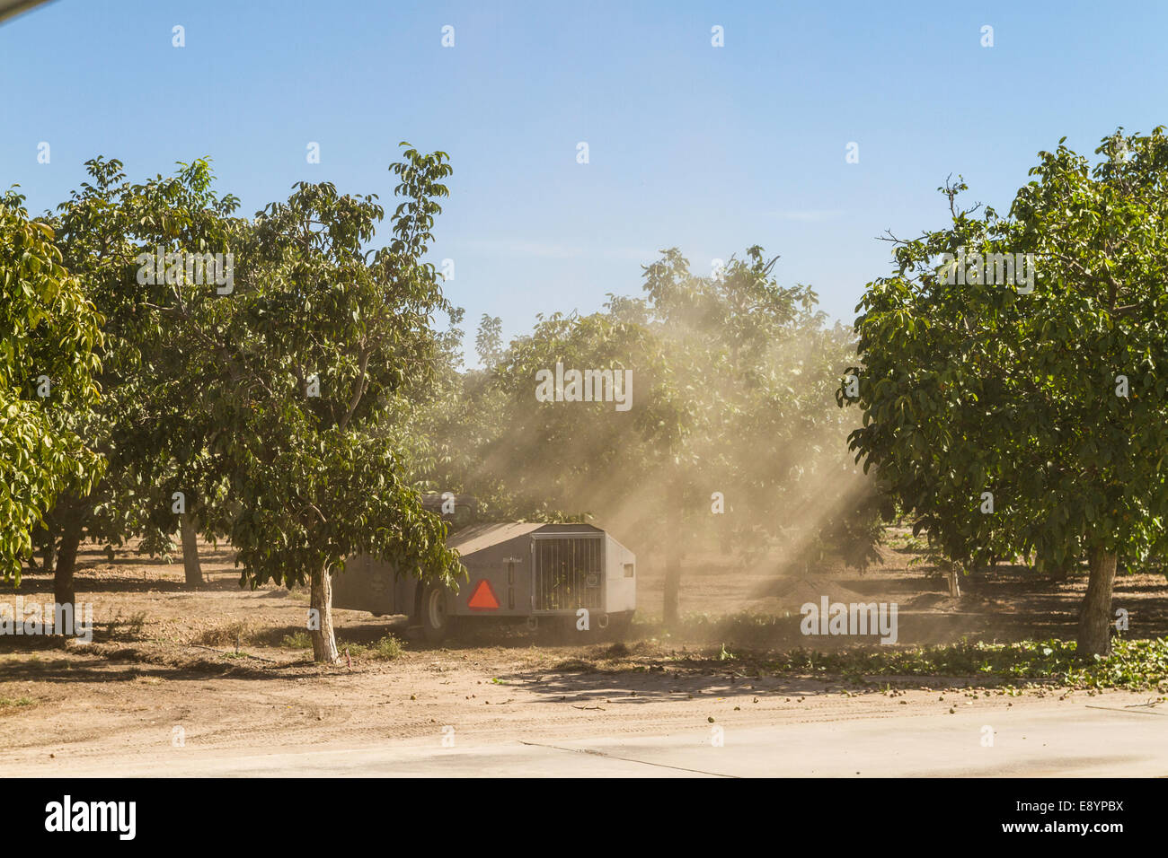 A Shaking machine shaking a Walnut tree in Modesto California Stock ...
