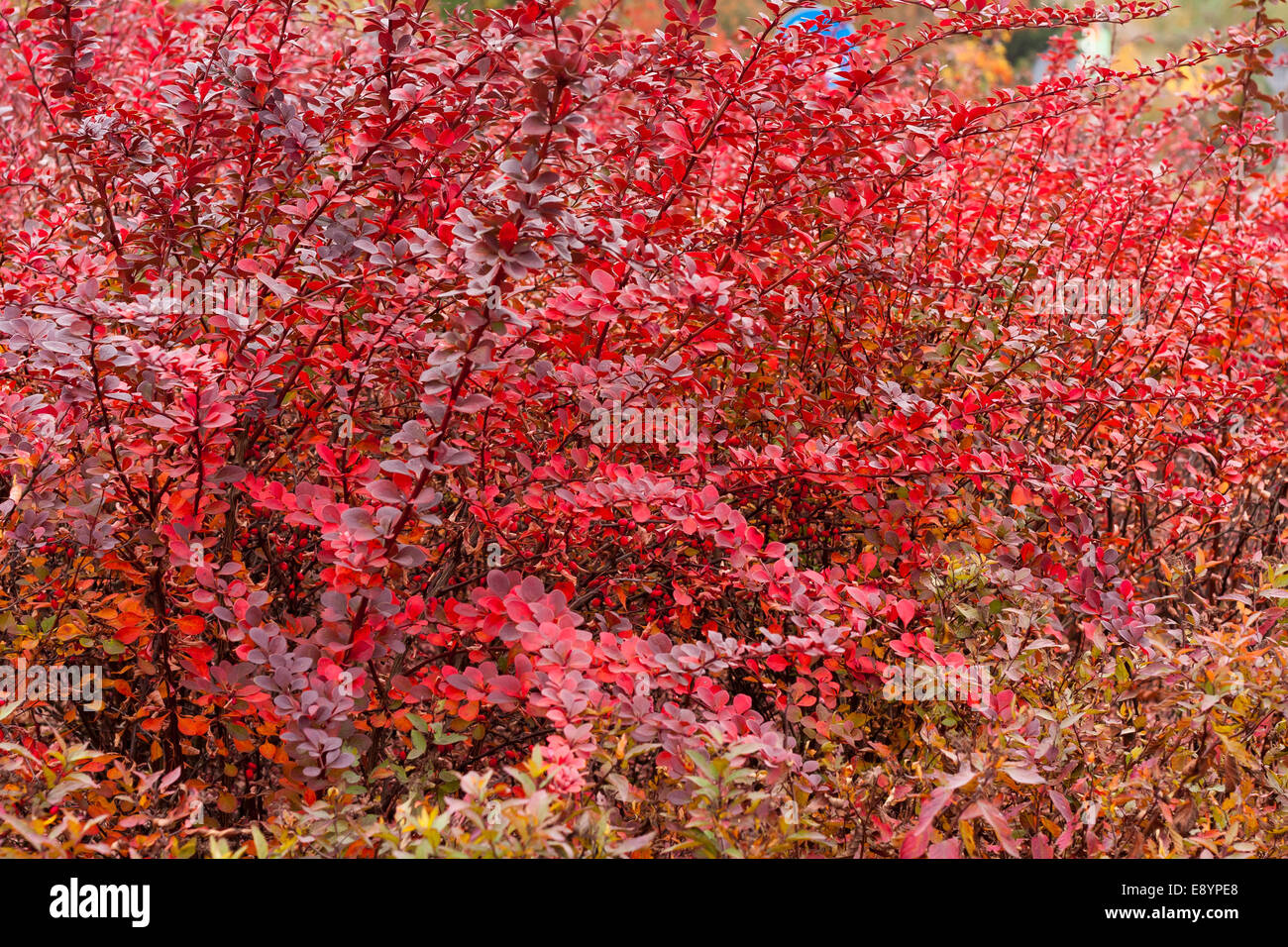 Golden Polish autumn in the garden and in the park Stock Photo - Alamy