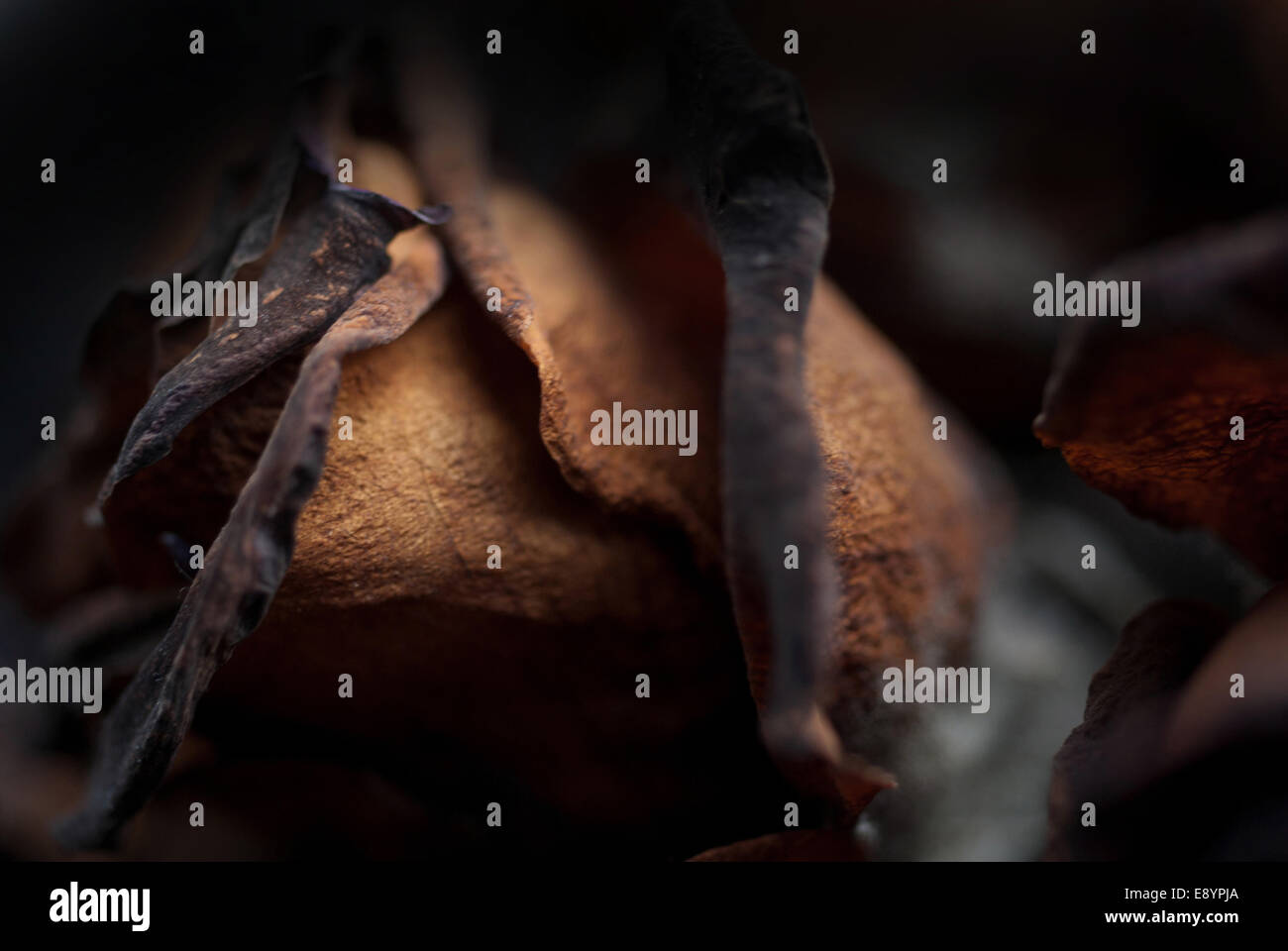 Decaying black roses / Rotting flowers Stock Photo - Alamy