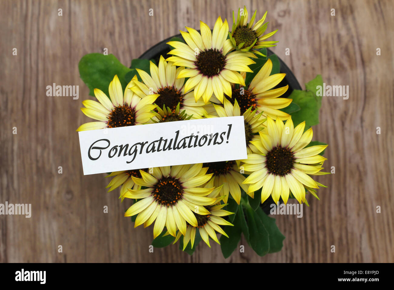 Congratulations card with yellow daisies Stock Photo - Alamy