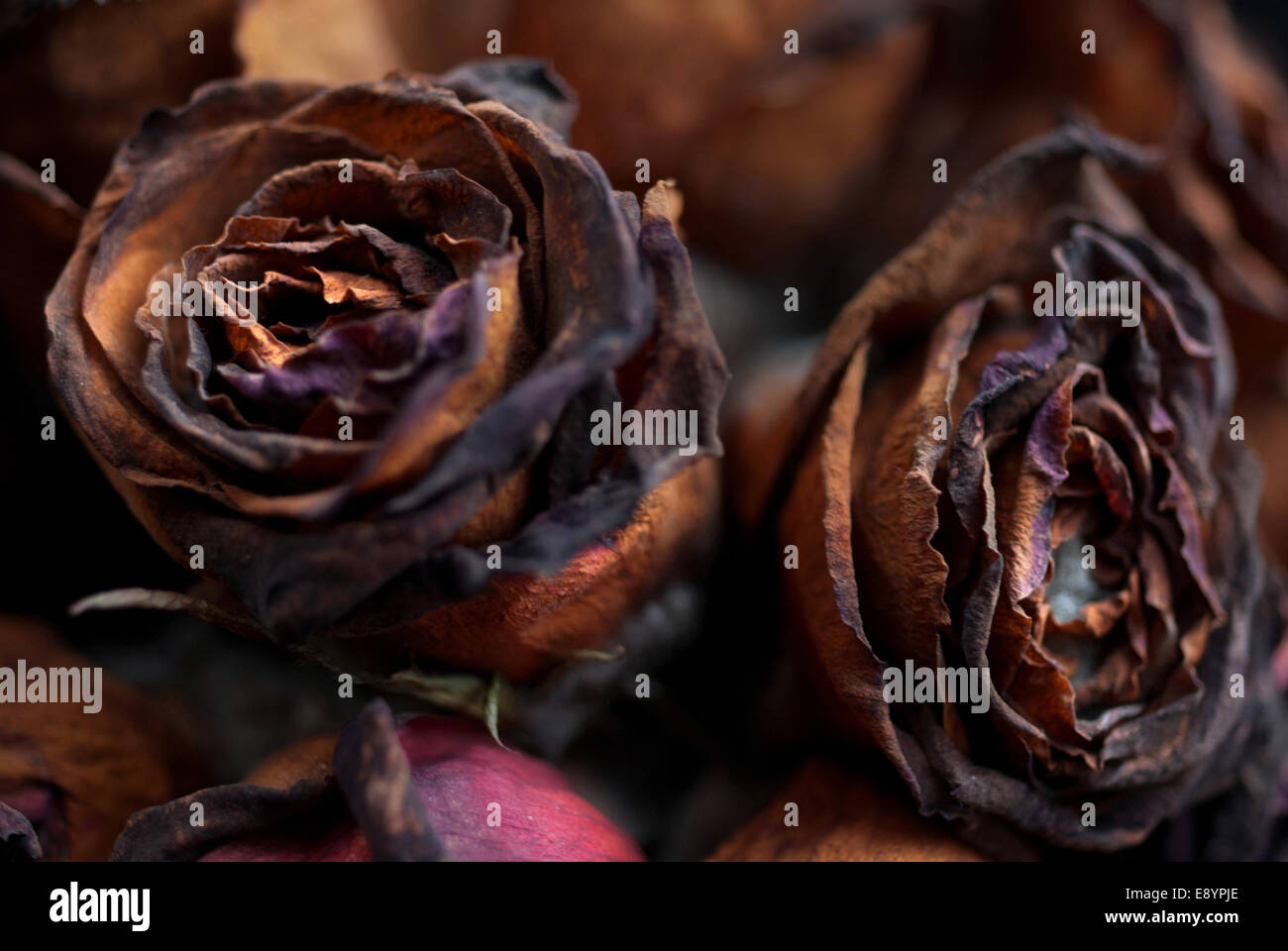 Dead flower boquet hi-res stock photography and images - Alamy