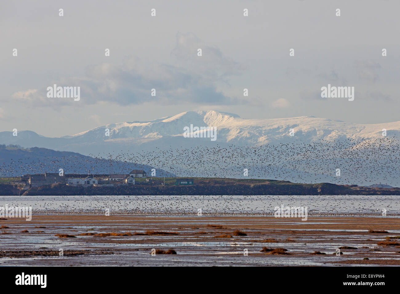 Knot (Calidris canutus) flock near Hilbre Island in the near background ...