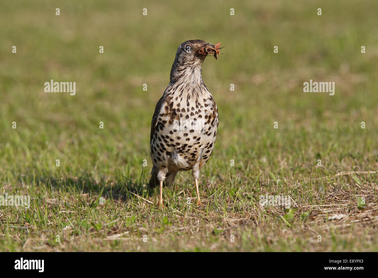 Mistle Thrush (Turdus viscivorus) in field with moth prey for young ...