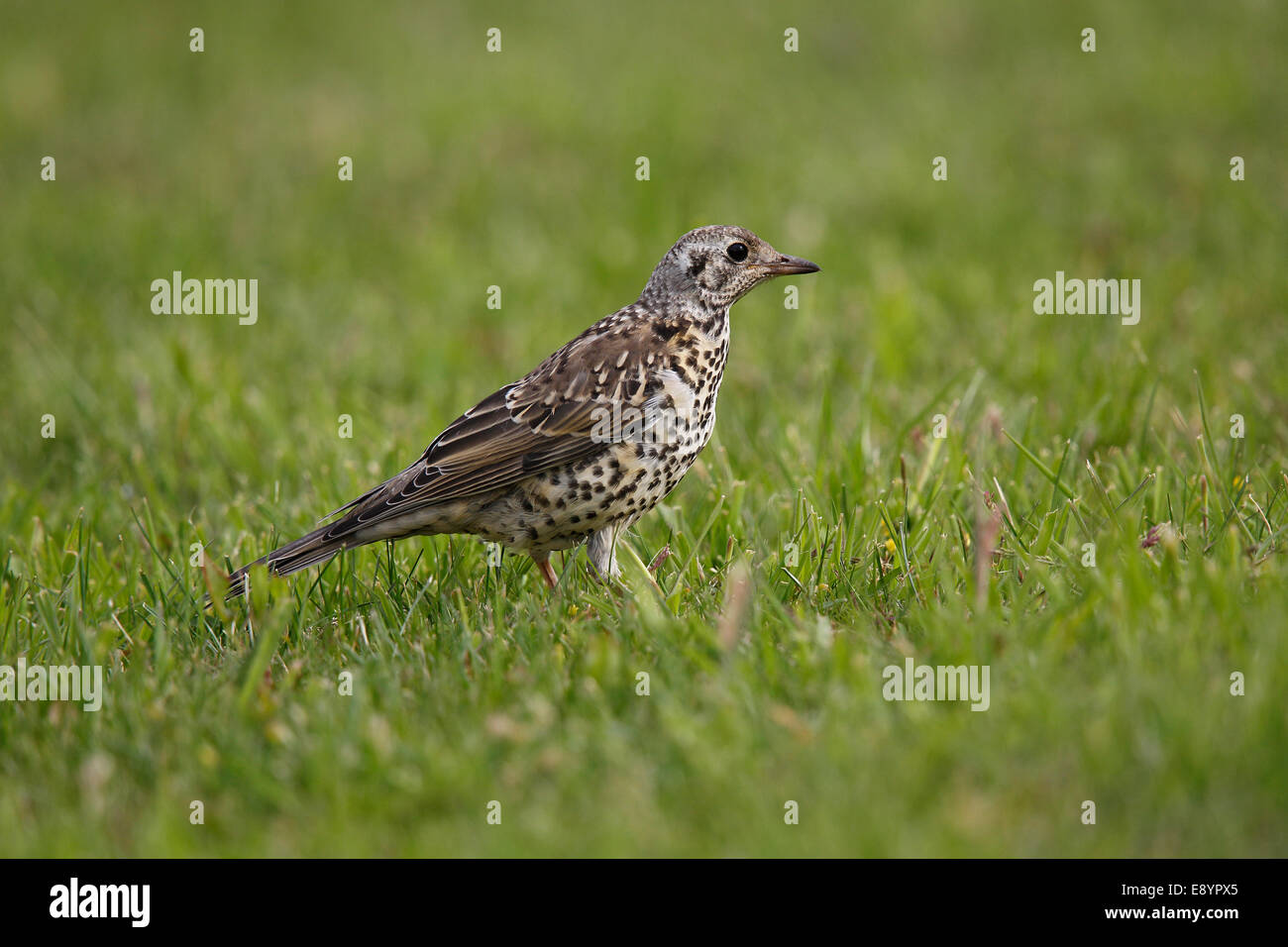 Young mistle thrush hi-res stock photography and images - Alamy