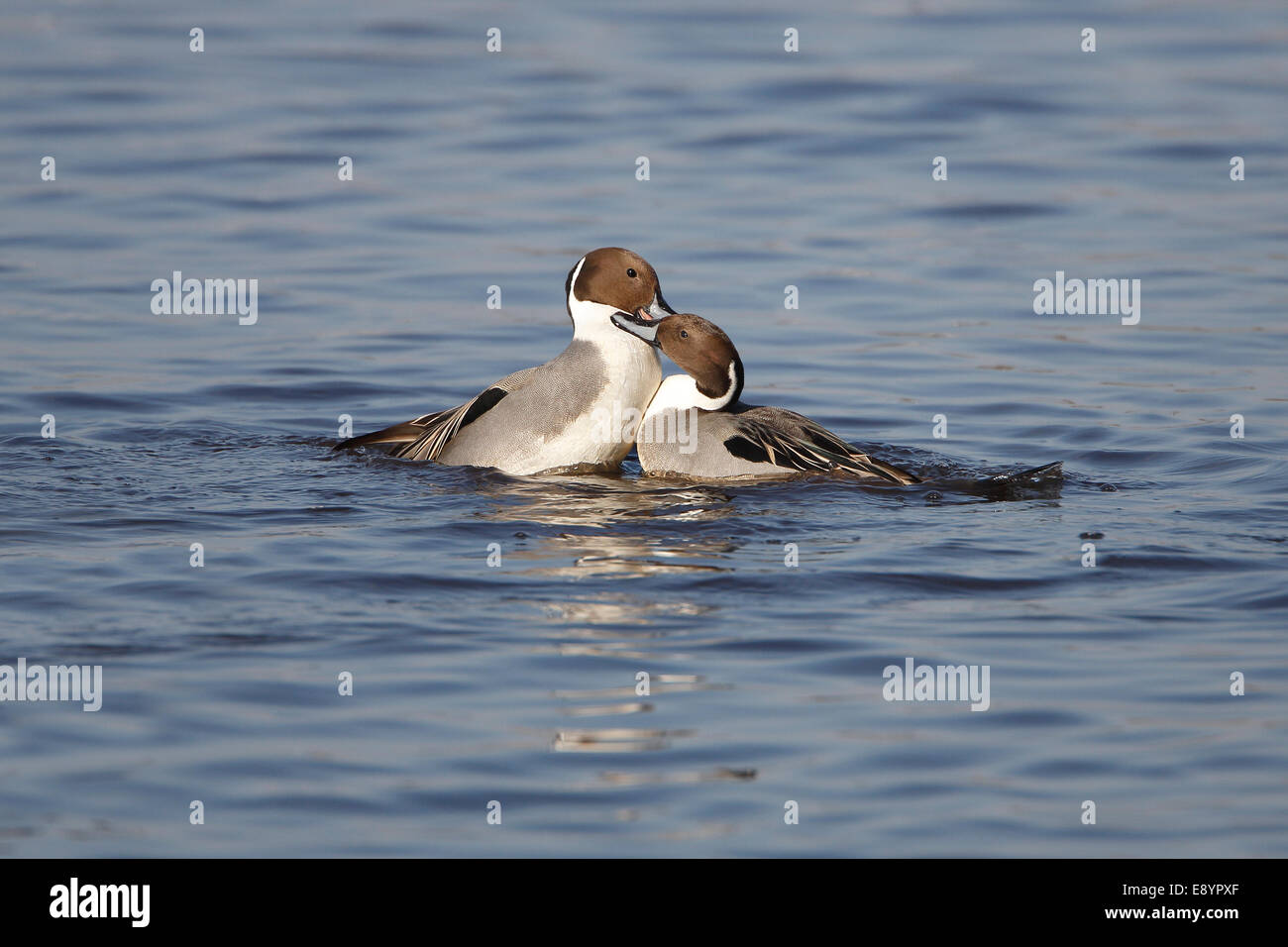 Anas acuta february hi-res stock photography and images - Alamy