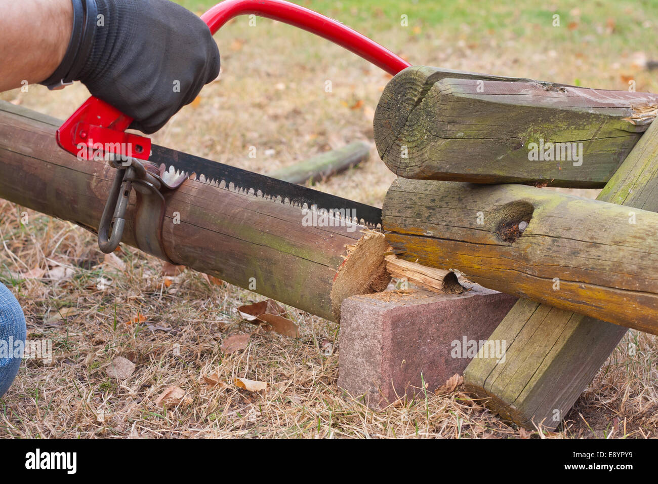 Sawing a tree hi-res stock photography and images - Alamy