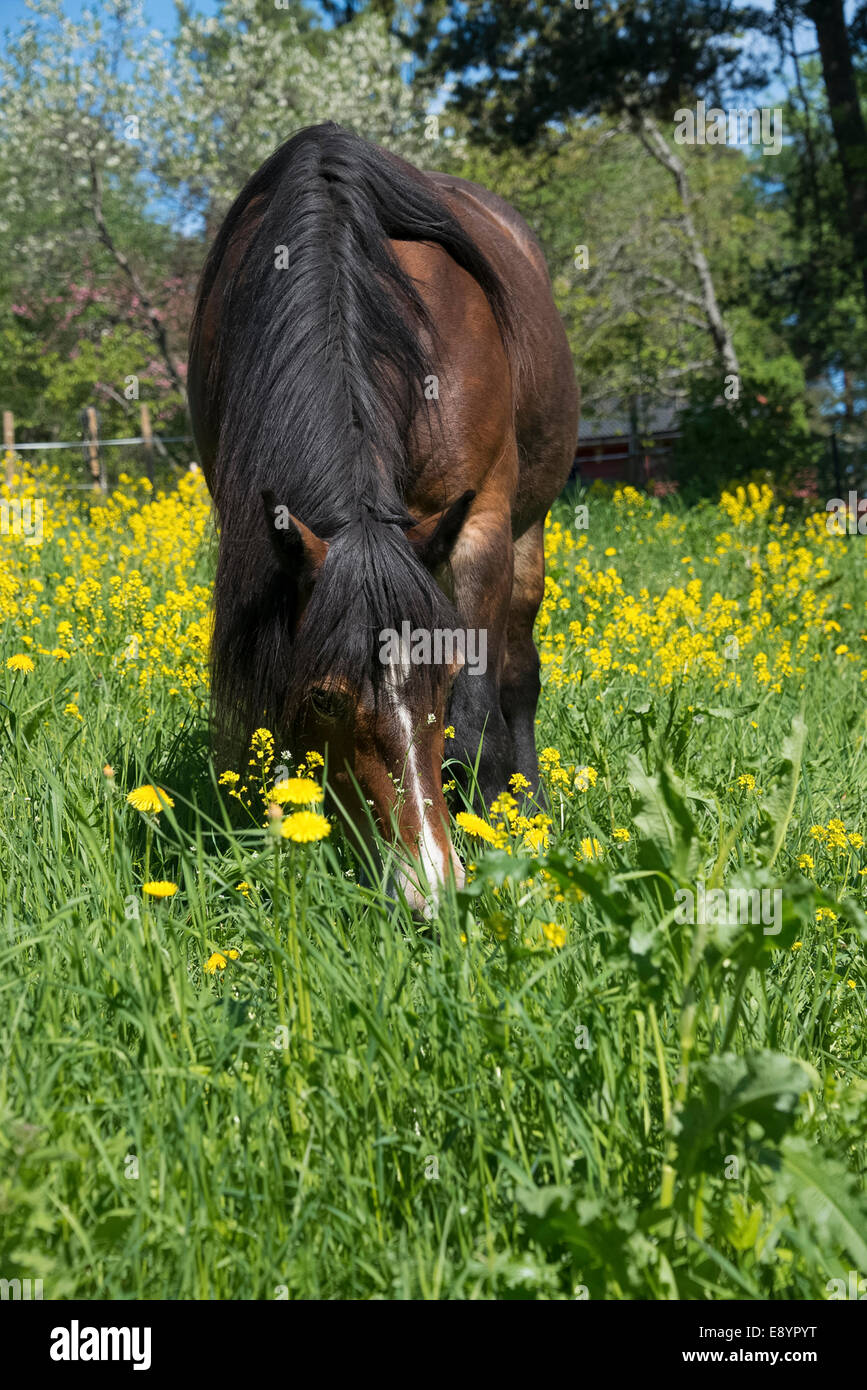 Grassing hi-res stock photography and images - Alamy