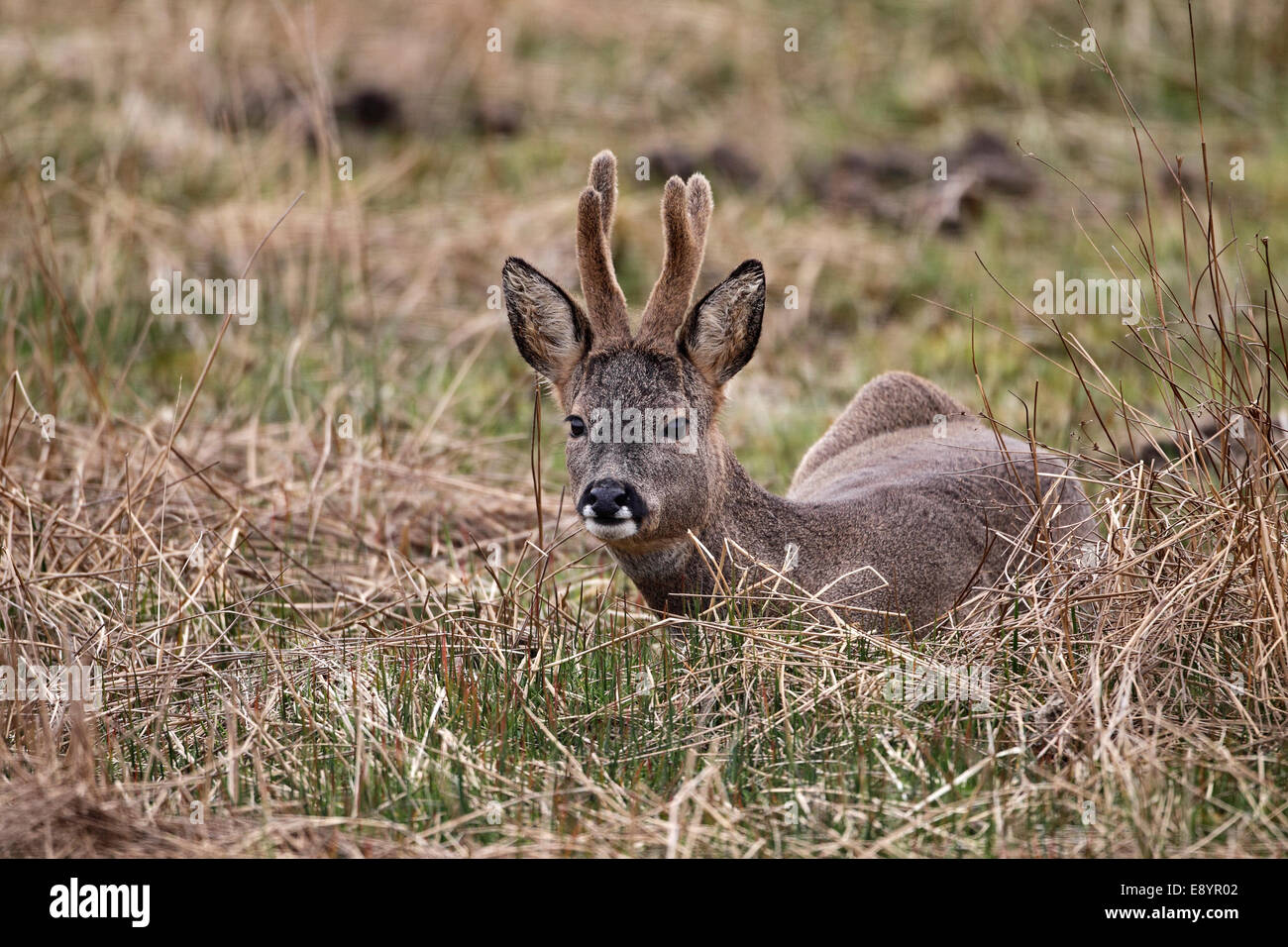 Male Roe Deer (Capreolus capreolus) lying up in field with antlers in ...