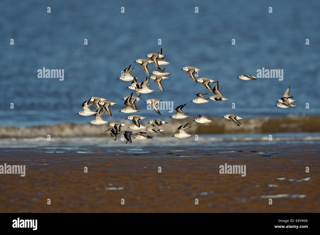 Sanderling (Calidris alba) flock in flight along shore North Wales UK ...