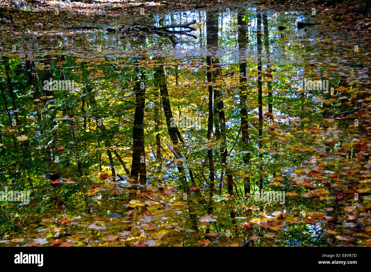 Reflections in the pond hi-res stock photography and images - Alamy