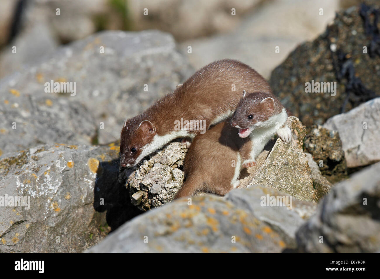 Stoat Kit Kits And Rabbits