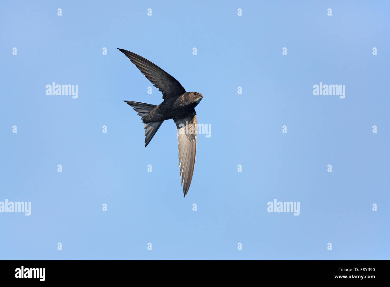 Common Swift High Resolution Stock Photography and Images - Alamy