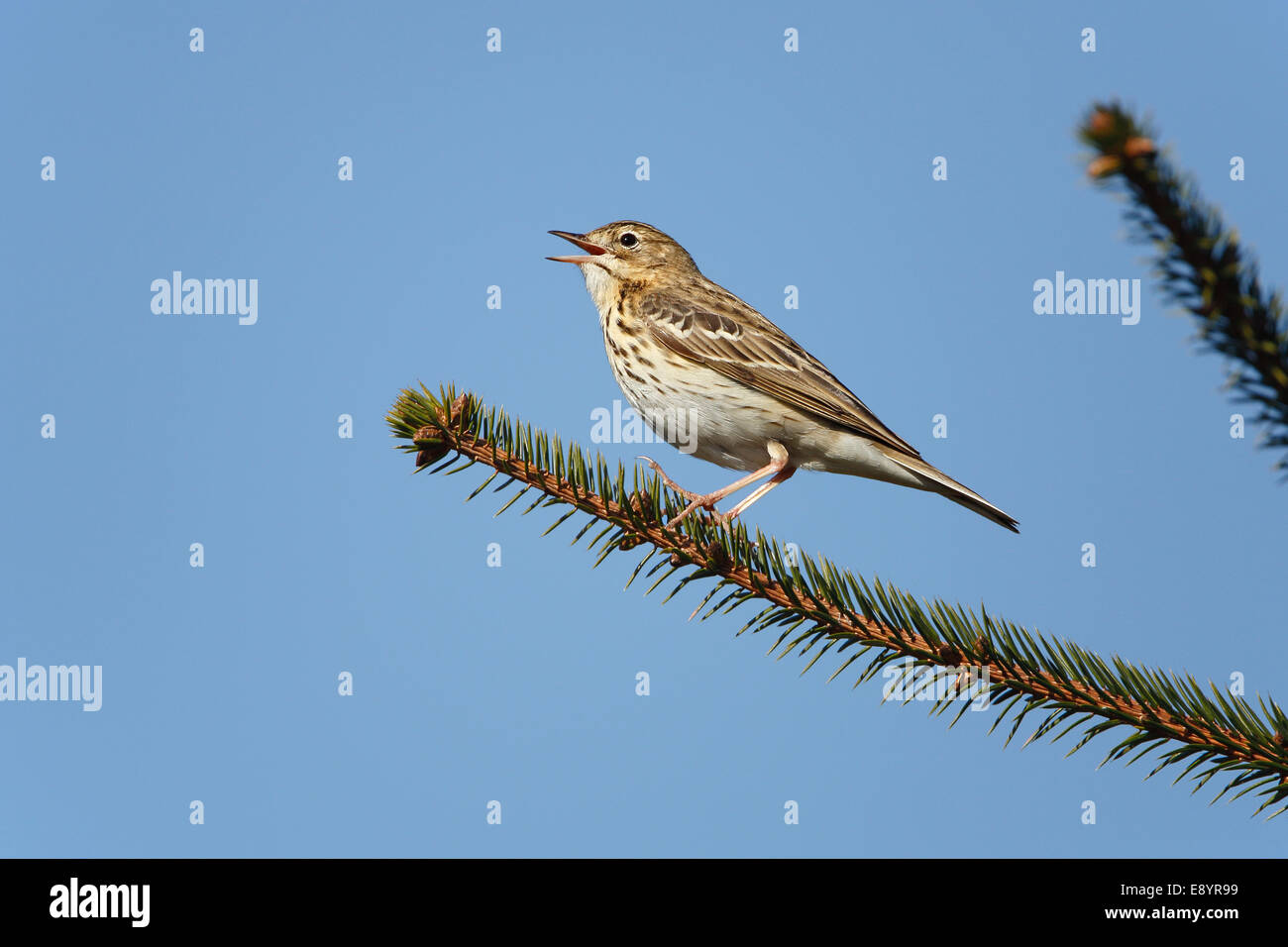 Tree pipit bird singing summer hi-res stock photography and images - Alamy