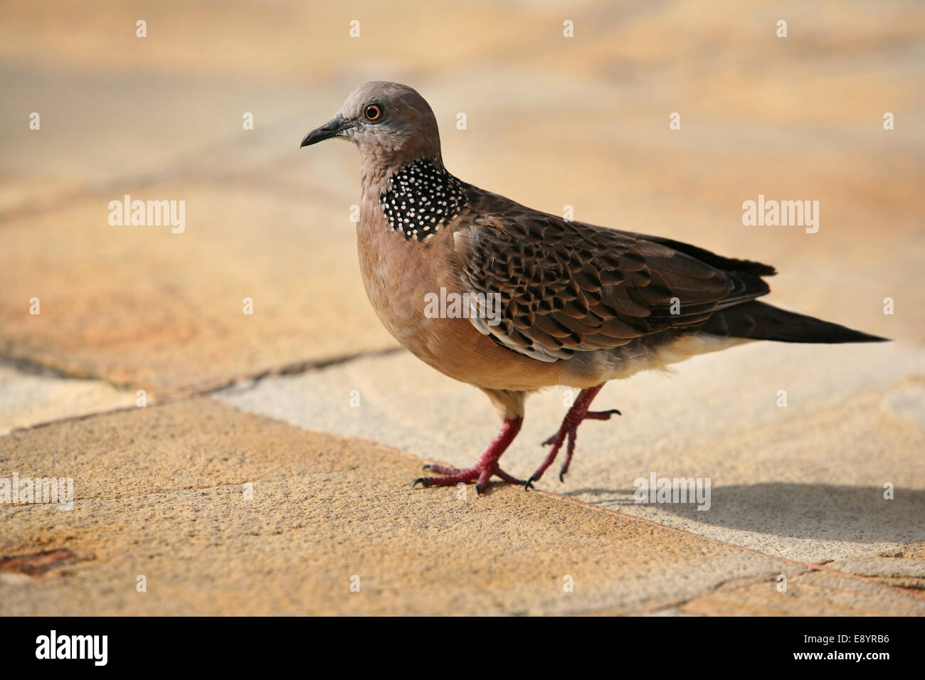 pigeon walking on the stone path Stock Photo - Alamy