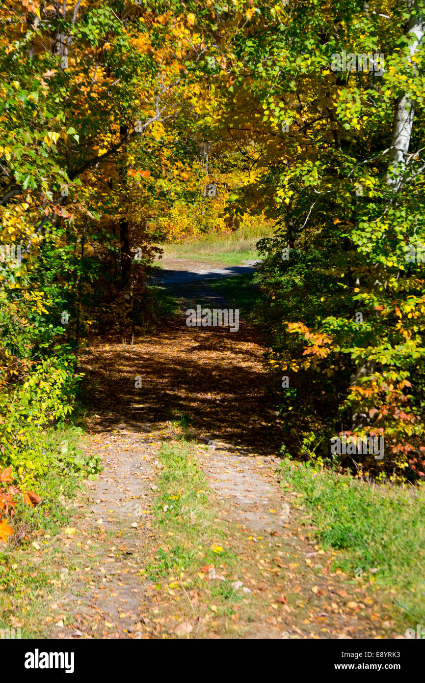 A trail in the autumn woods Stock Photo - Alamy