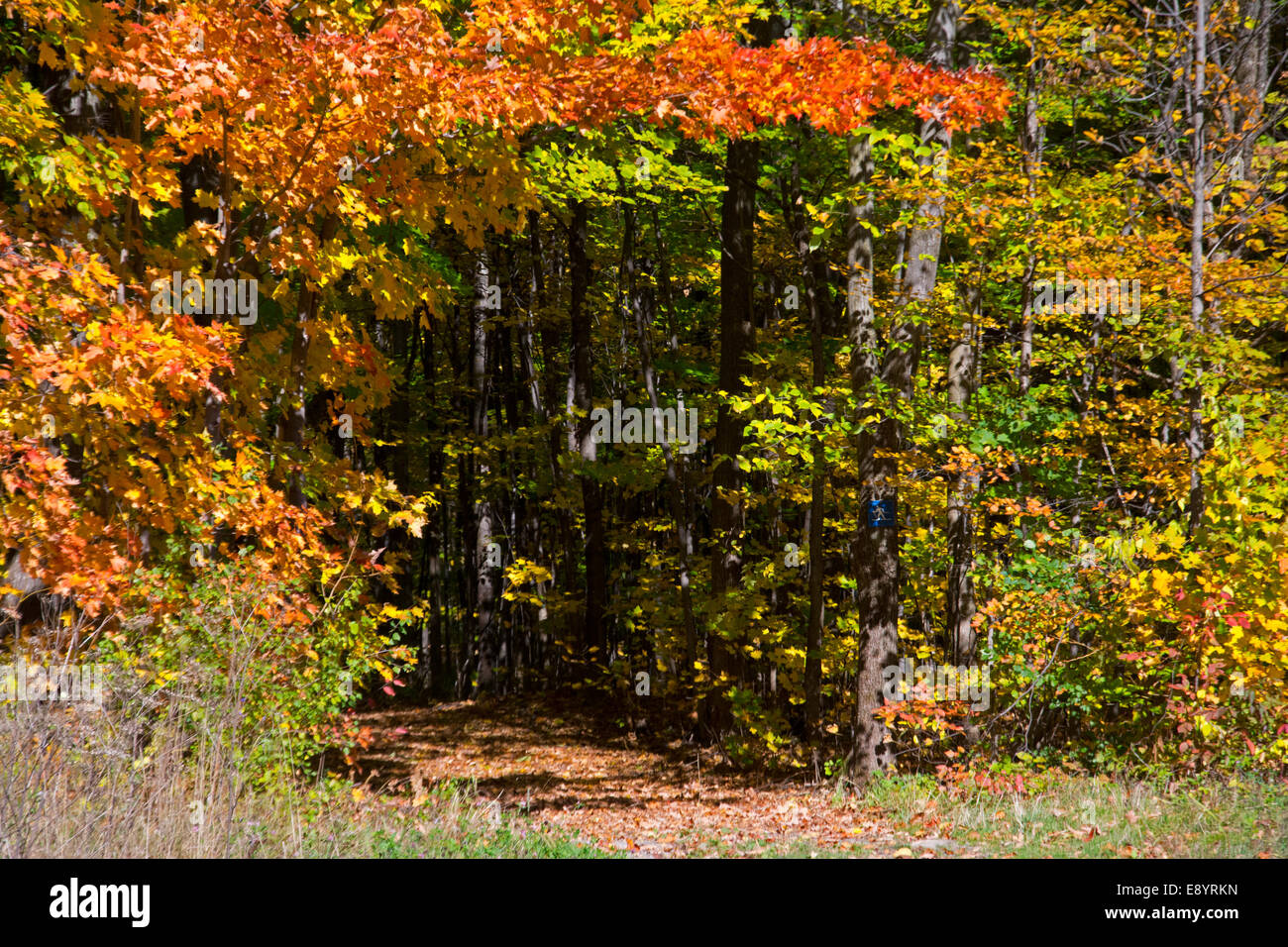 A path into the woods in autumn Stock Photo - Alamy