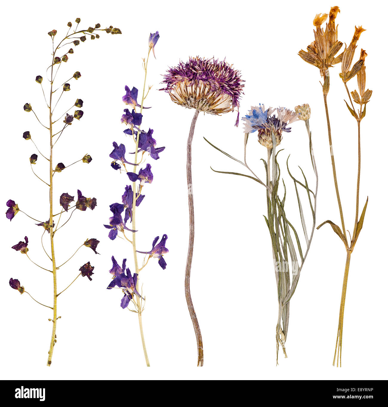 Alpine flora Cut Out Stock Images & Pictures - Alamy