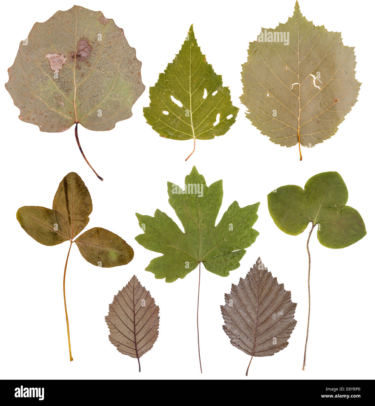 Leaves of various flowers and trees, isolated on white Stock Photo - Alamy