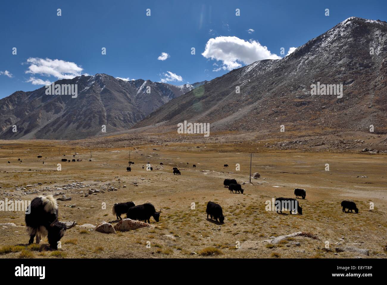 Himalyan Yak grazing in leh Stock Photo - Alamy