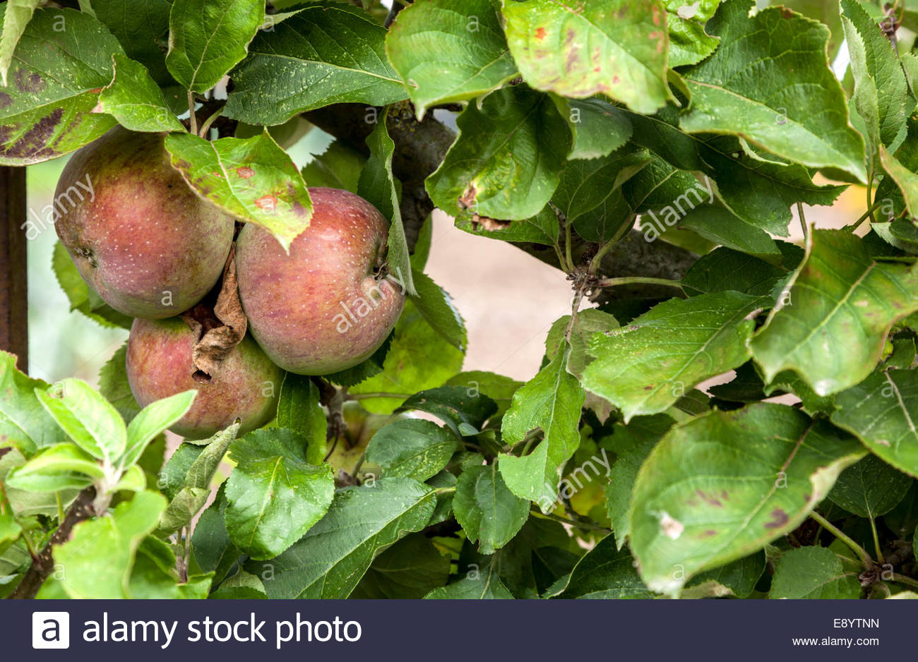 English Apple Tree High Resolution Stock Photography and Images - Alamy
