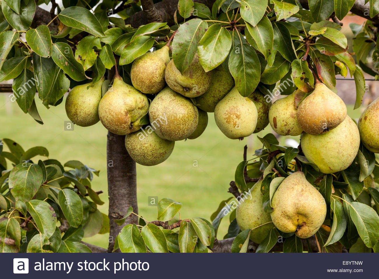 Old Pear Variety Stock Photos & Old Pear Variety Stock Images - Alamy