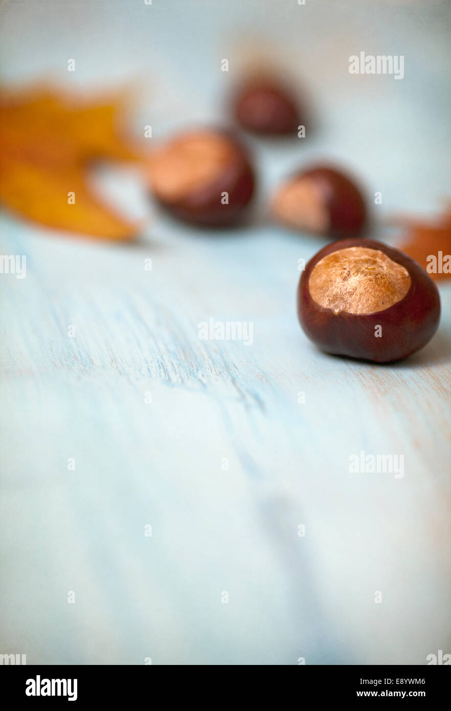 Chestnuts brown aesculus hi-res stock photography and images - Alamy