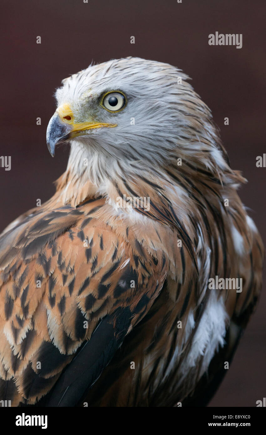 A Red Kite at Talon Falconry Birds of Prey Centre Lightwater Valley ...