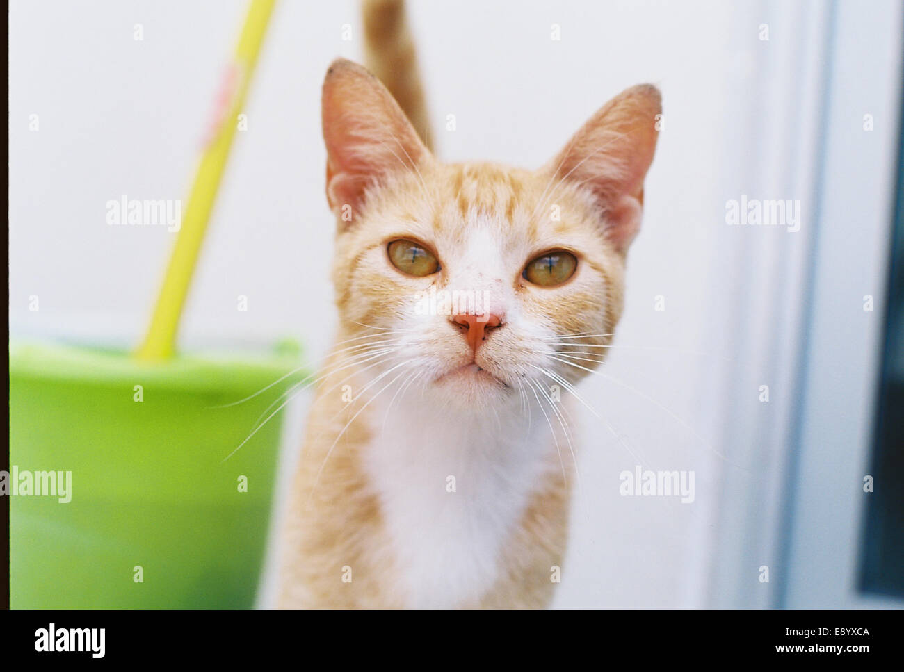 a cat looking straight into the camera Stock Photo - Alamy