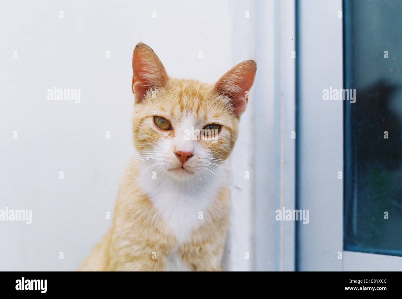 a cat looking straight into the camera Stock Photo - Alamy