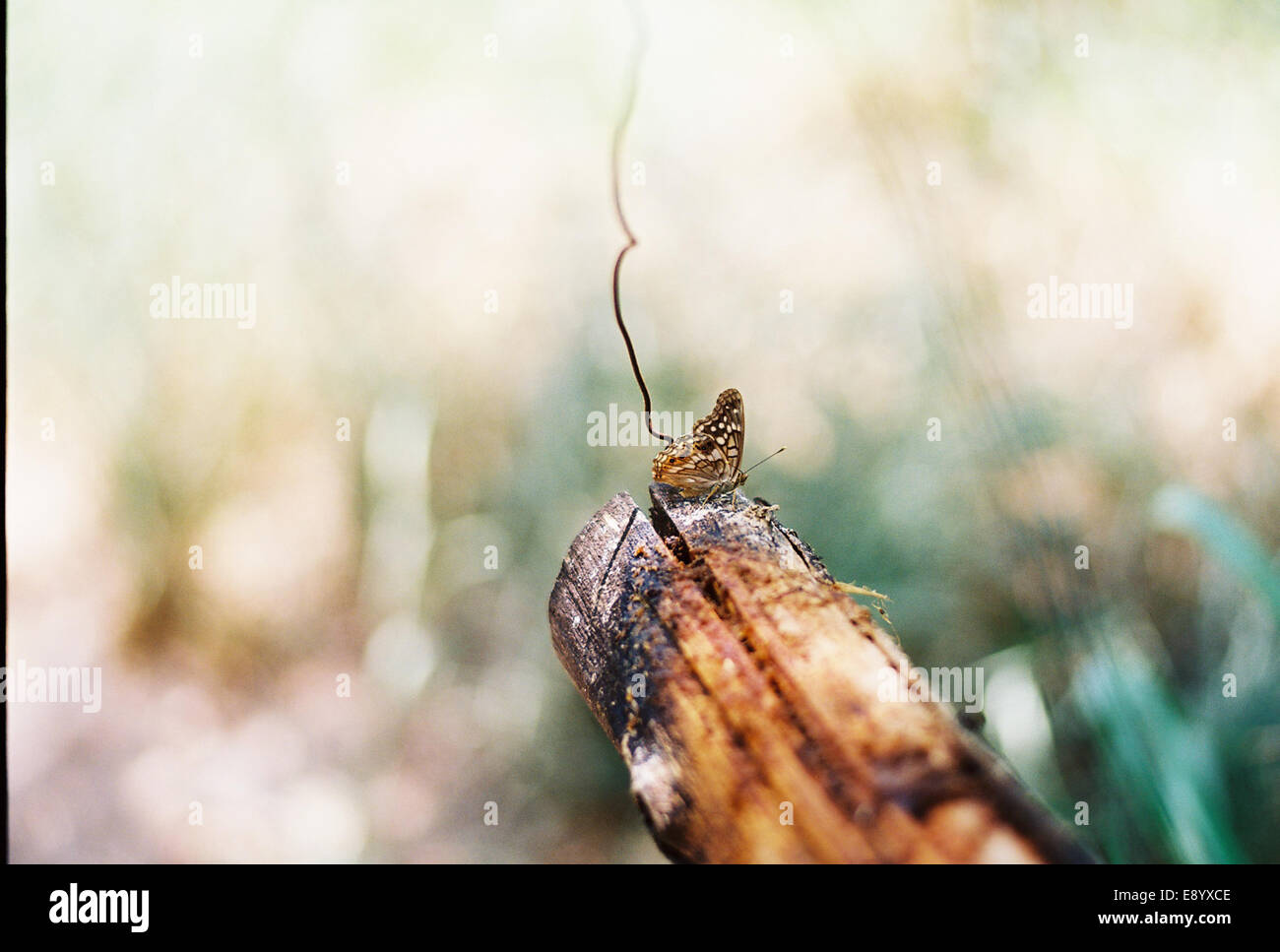 butterflies on a dead tree Stock Photo - Alamy
